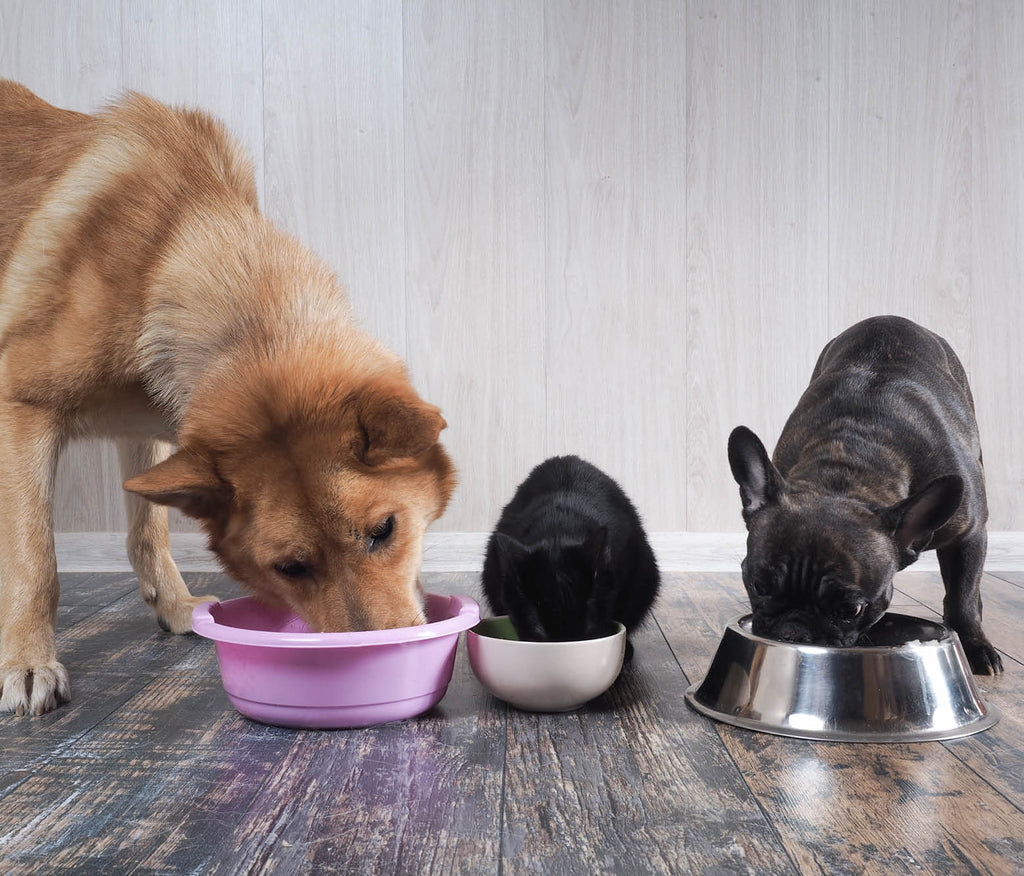 A Guide to Feeding Multiple Pets in One Home! – Paw Pantry